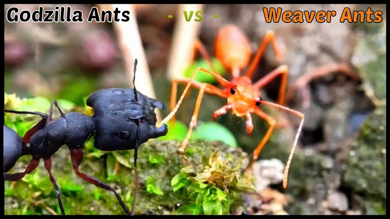 GODZILLA ANTS Versus WEAVER ANTS - YouTube
