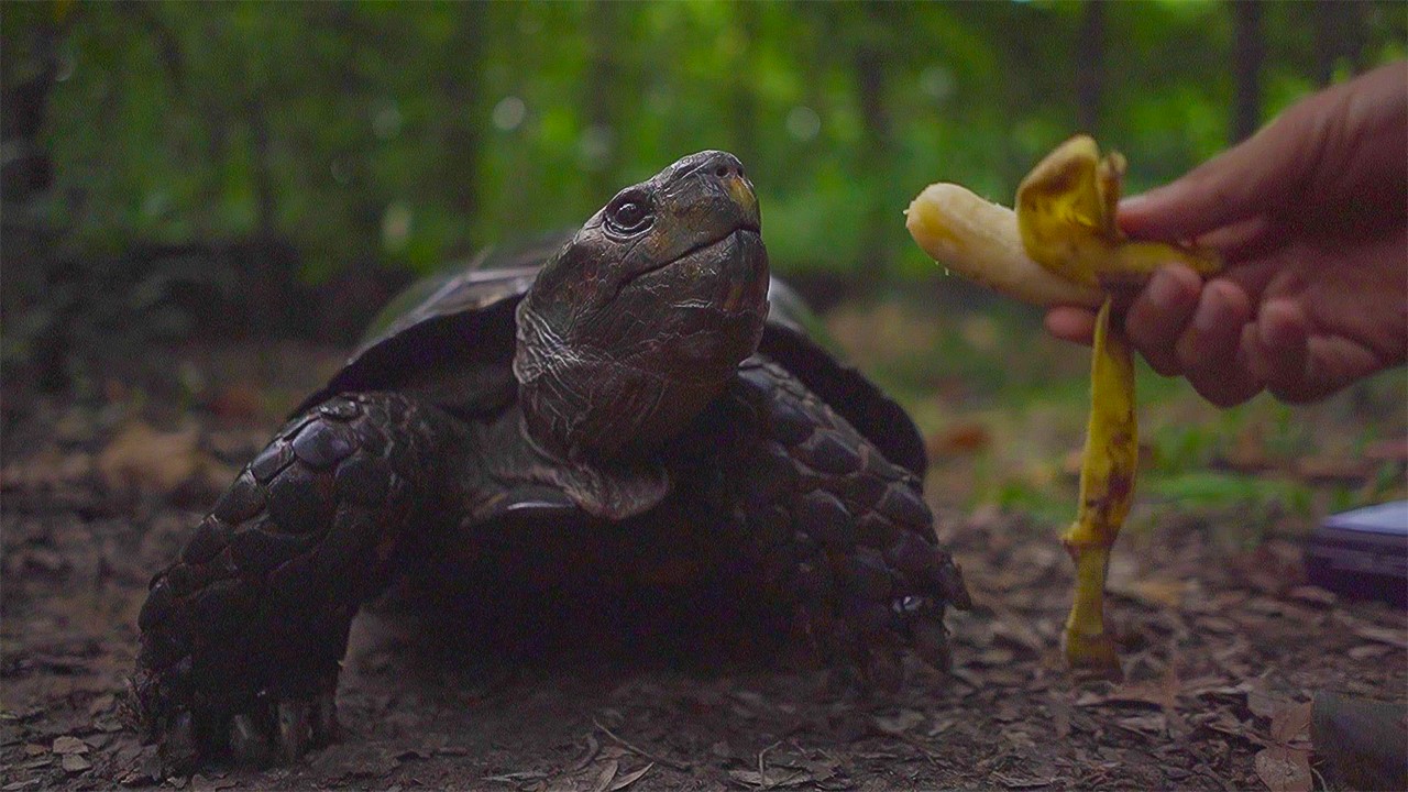 Training Sniffer Dogs to Save Tortoises | Reports from the Frontline ...