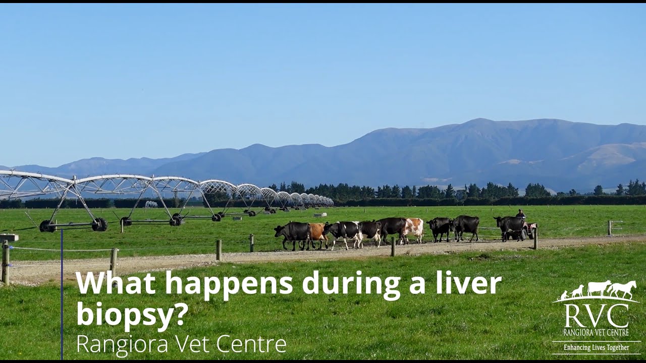 Liver biopsy in cattle with Rangiora Vet Centre - YouTube