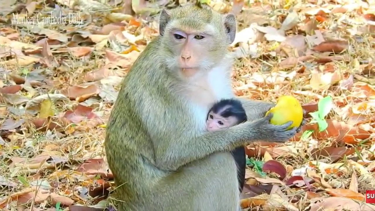 1 million tears baby monkey Tanya pass away. - YouTube