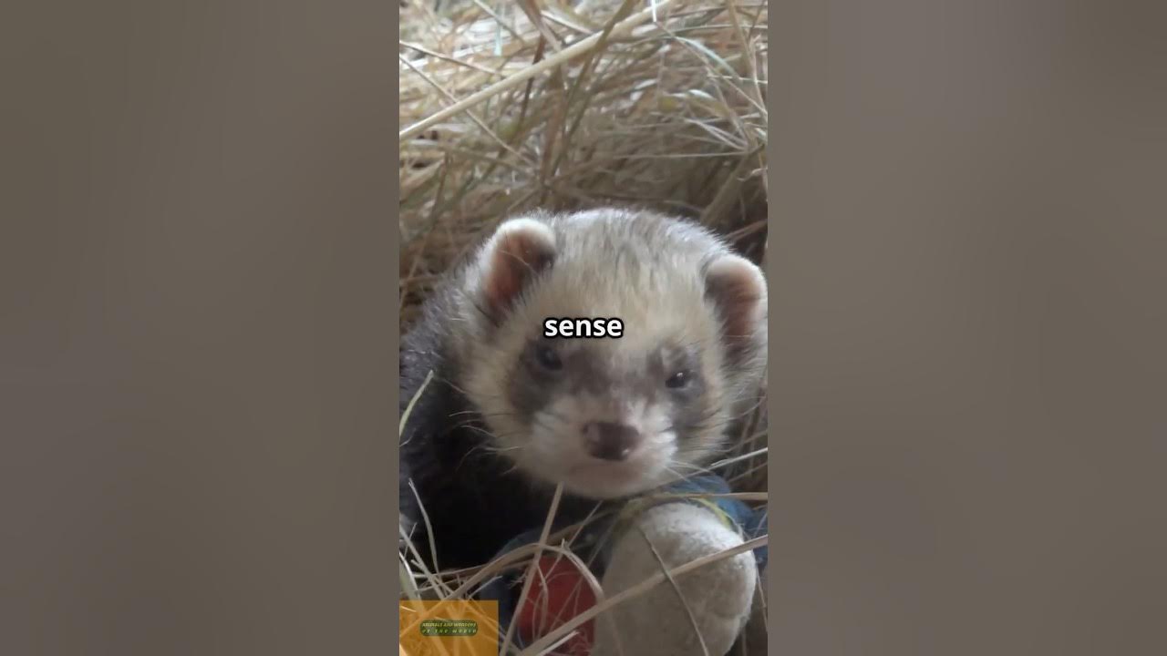 Ferret Fun Facts: Discover the Joyful World of Ferrets! #funnyanimals # ...