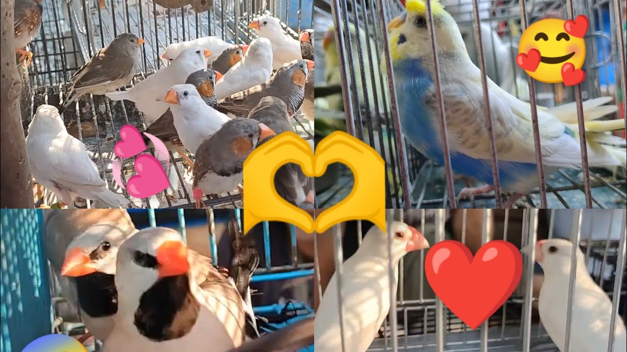 Vlog107 Recessive Pied Dominant Pied Zebra Finch Hago Line Shaftail Sa ...