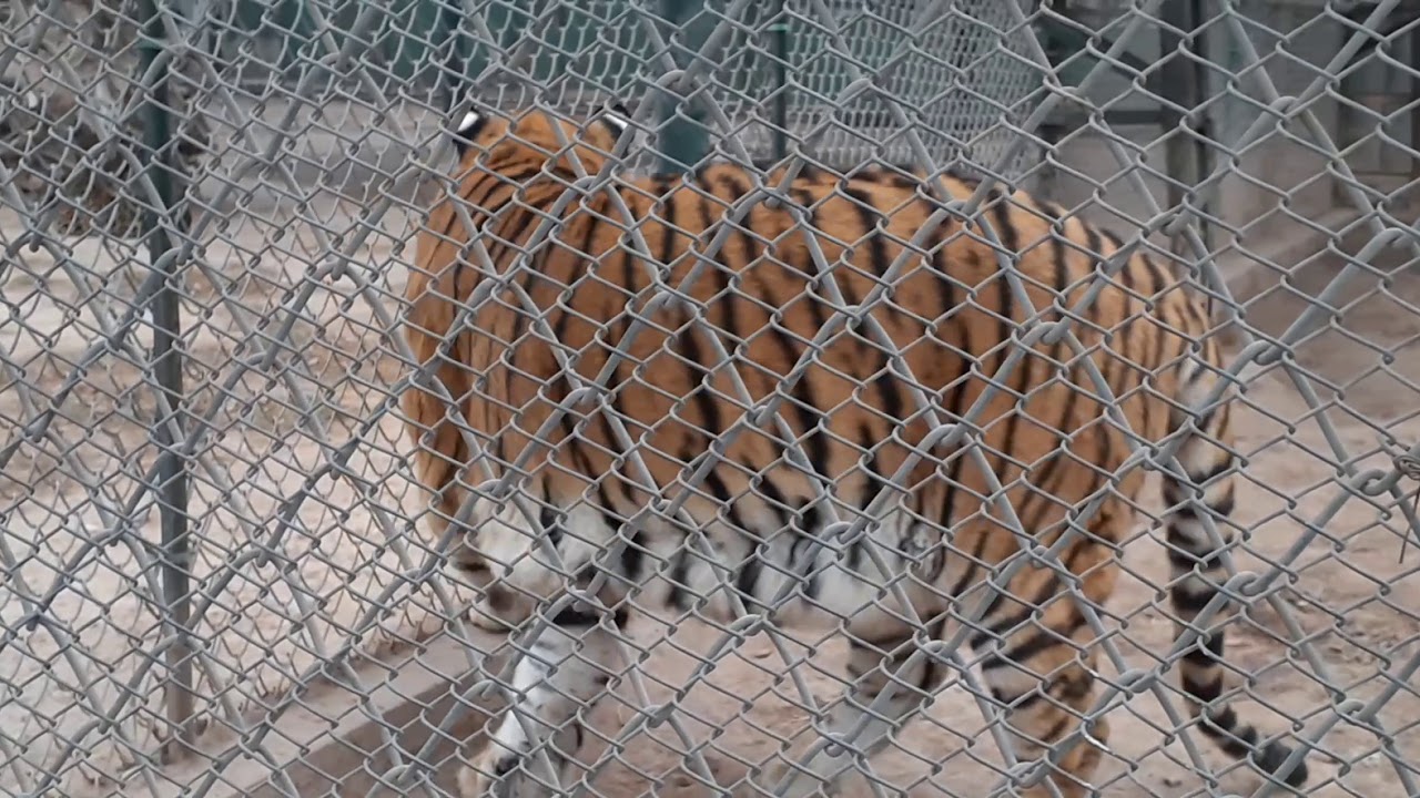 Peshawar zoo visit part 2 - YouTube