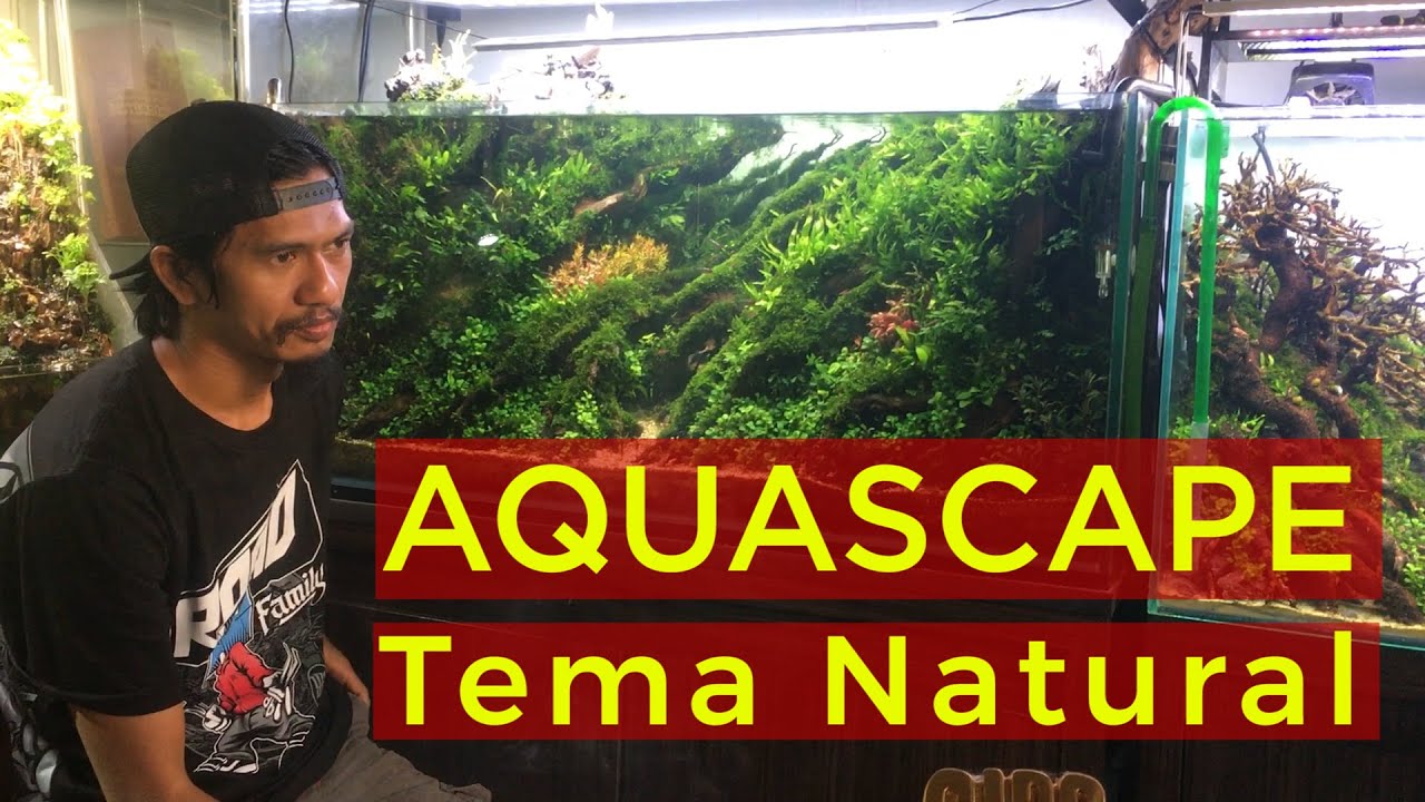 Tips Merawat dan Cara Membuat Aquascape Tema Natural ala Herry Rasio ...