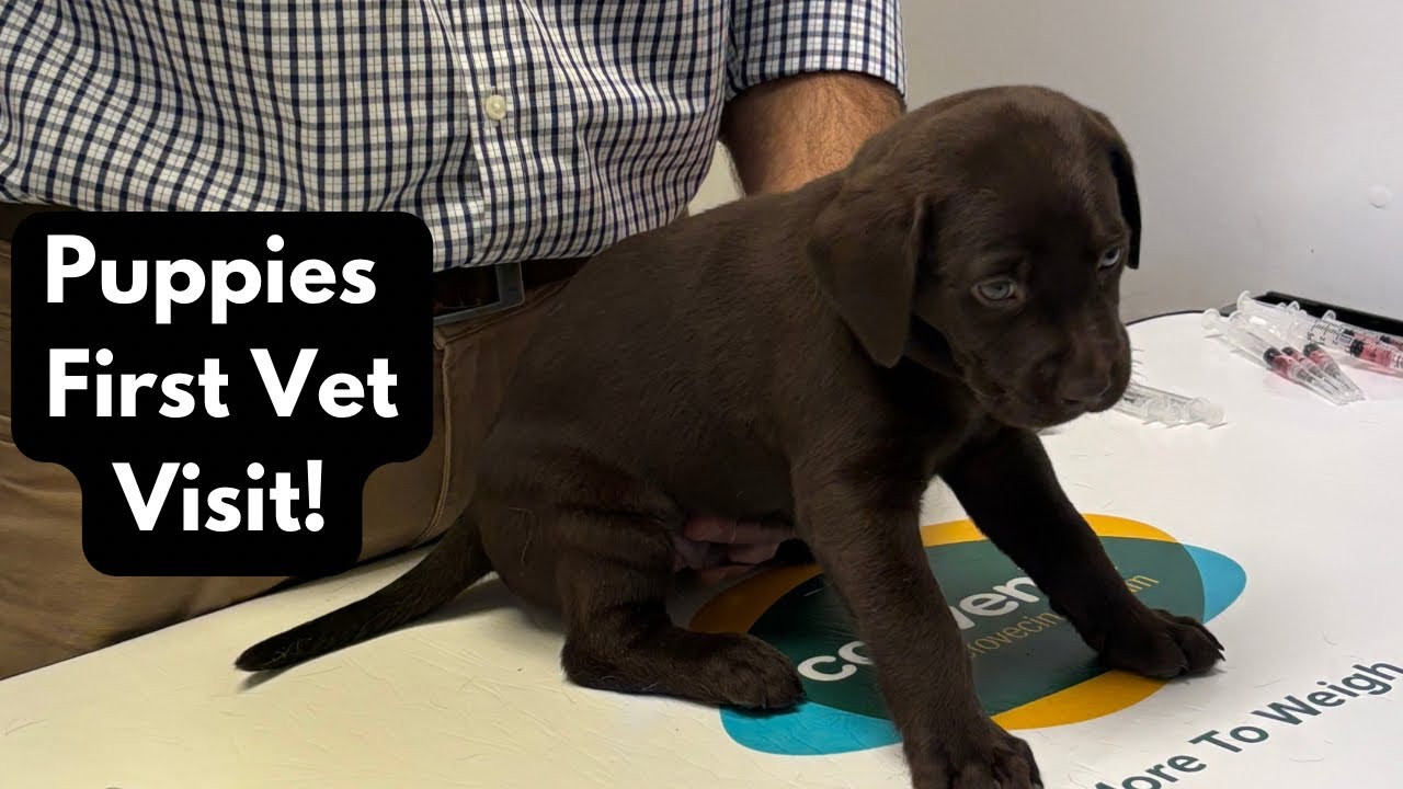Puppies visit the vet for the first time - Labrador Retrievers - YouTube