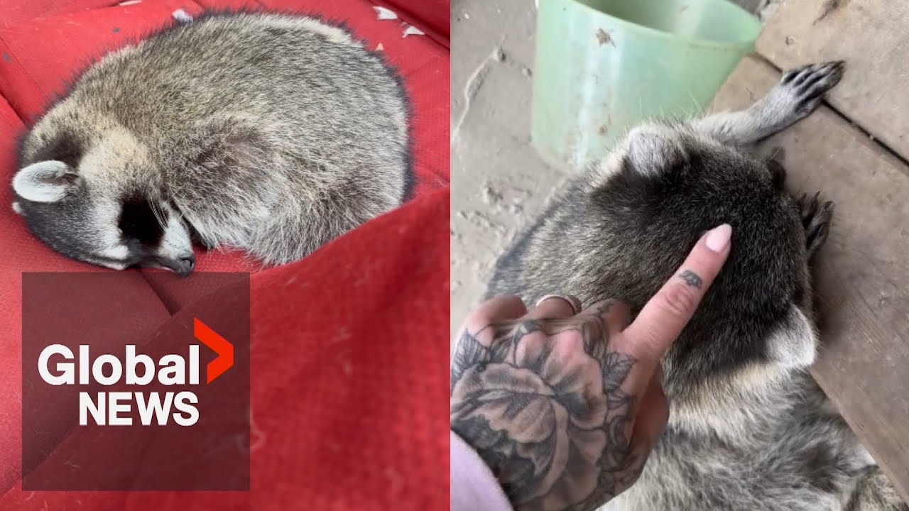 BC raccoon revived with animal 'Narcan' after suspected fentanyl ...