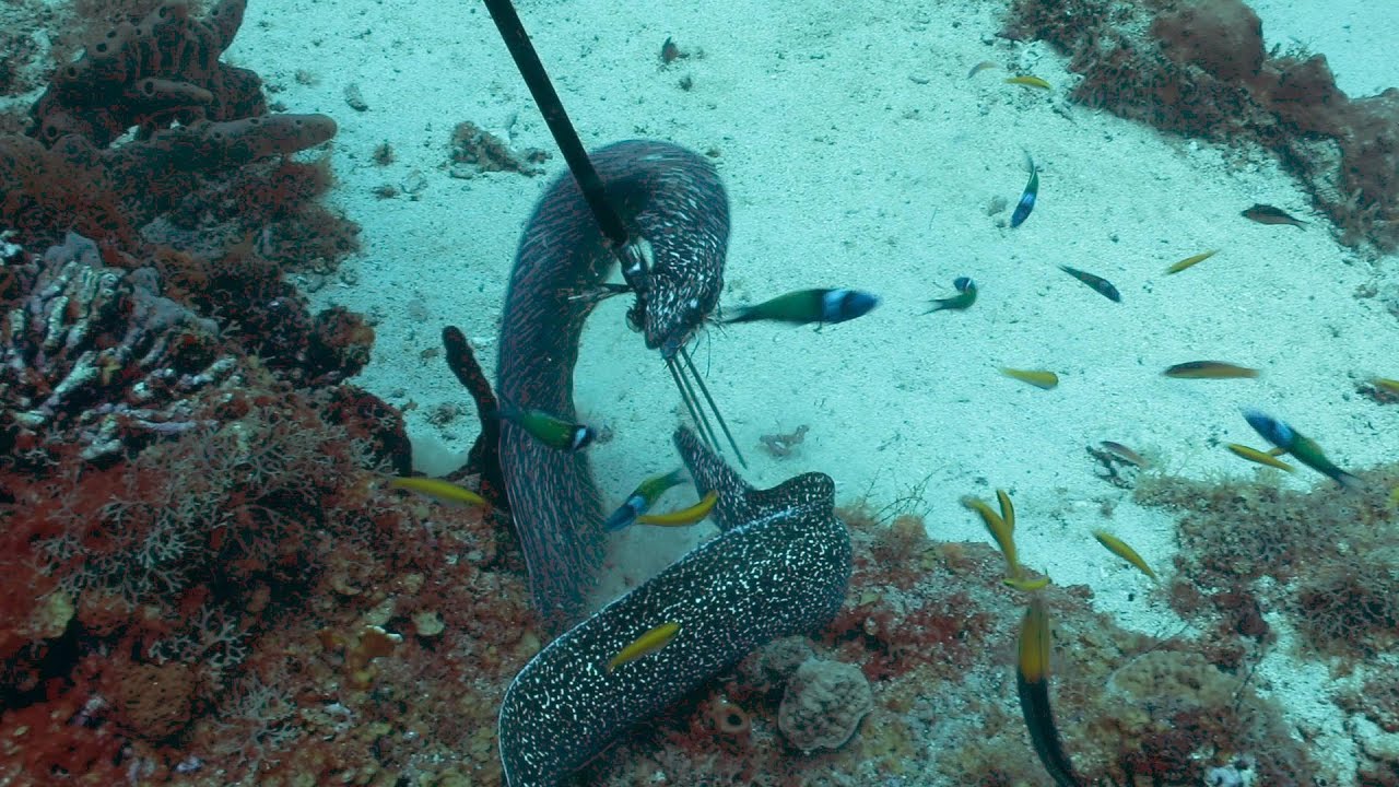 Greedy Eels pool party - YouTube