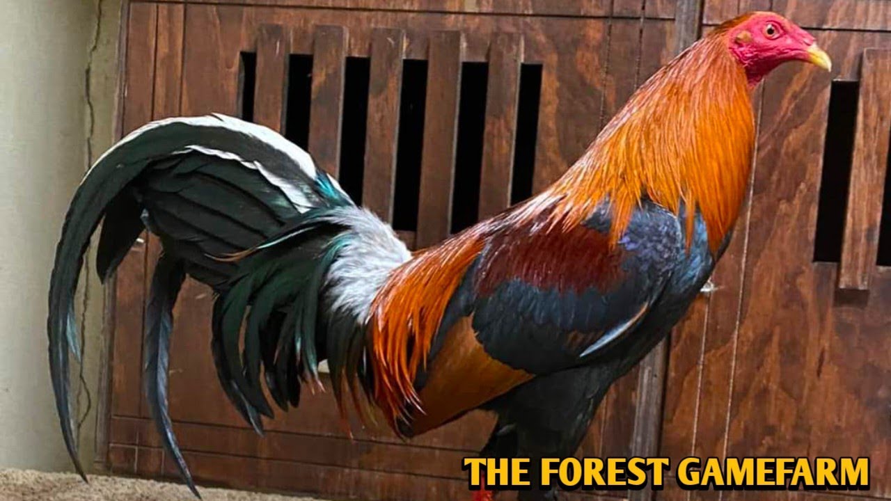 Sweater Roundhead Kelso - THE FOREST FARM - YouTube