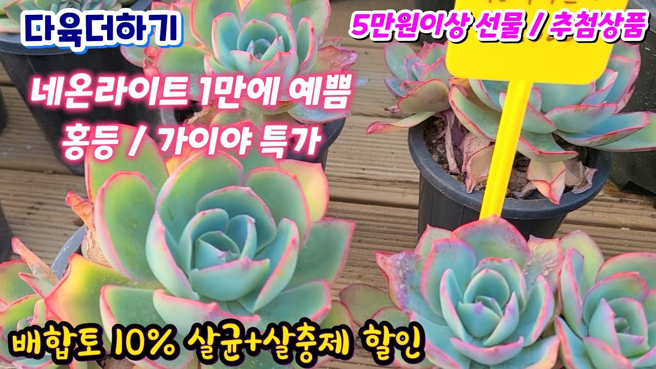다육더하기4 네온라이트 샤를로즈 파피스로즈 홍등 특가 가이야 특가 예쁜 다육이 군생 레종 5두군생 1만원 Youtube