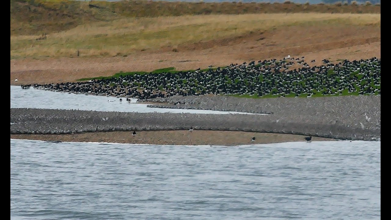 Another Wader Spectacular: RSPB Snettisham, 1st April 2018 - YouTube