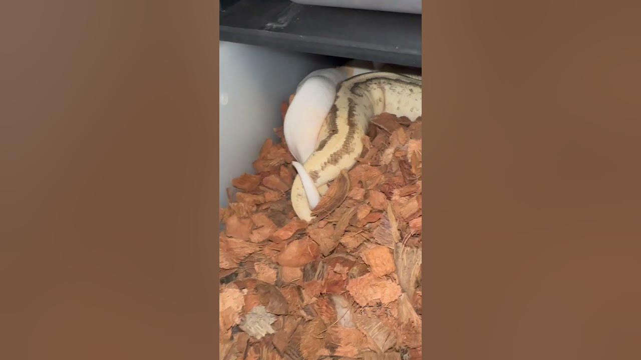 Pairing time for my ball Pythons - YouTube