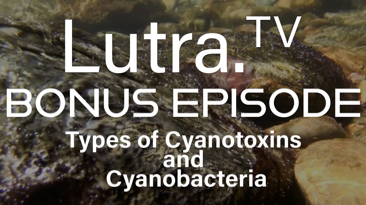 Types of Cyanobacteria and Cyanotoxins (Bonus Episode) - YouTube
