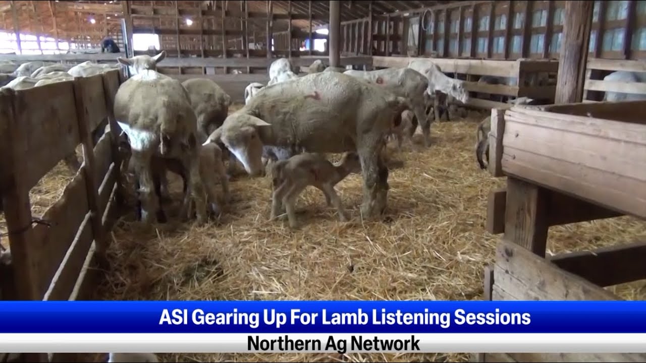 ASI Gearing up for Lamb Listening Sessions - YouTube