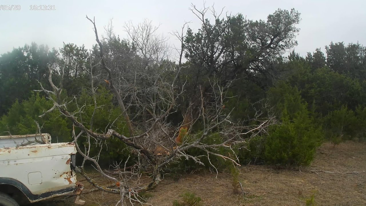 Standing dead wood. Cedar Harvest - YouTube