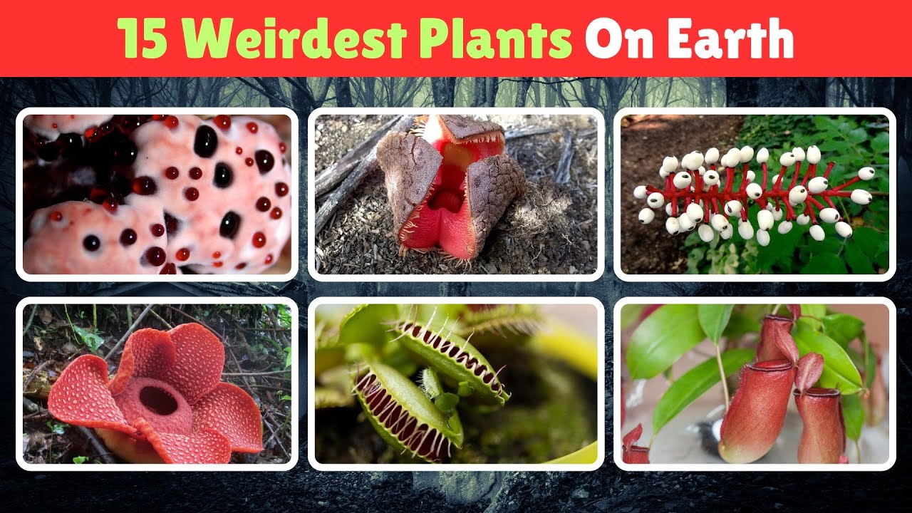 15 Weirdest Plants on Earth That You Won't Believe Exist! - YouTube