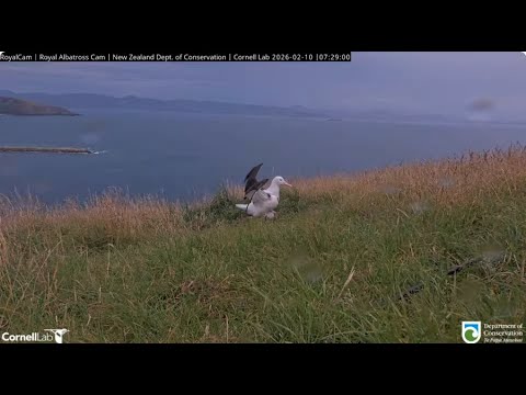 Northern Royal Albatross 10 02 2025 1 ~ BOK & Plateau - YouTube