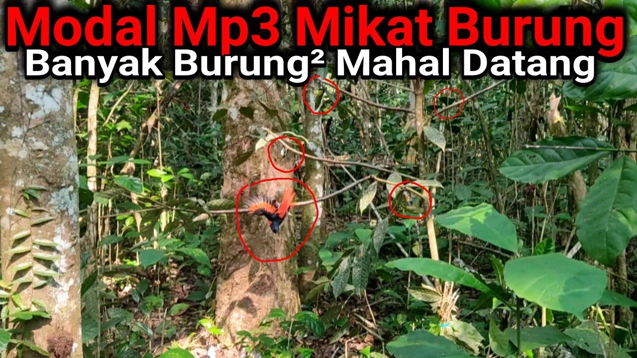 jelajahi hutan sumatra mikat burung yang datang burung mahal semua ...