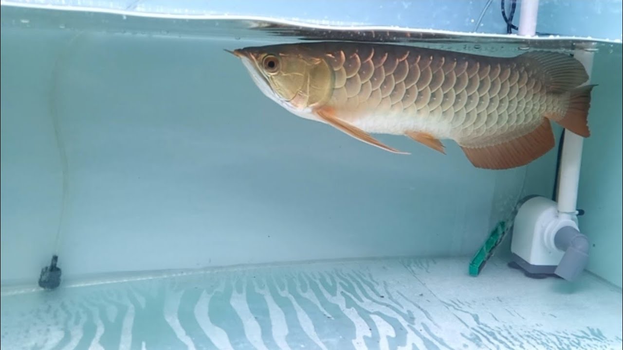 IKAN ARWANA GOLDEN RED UKURAN JUMBO - YouTube