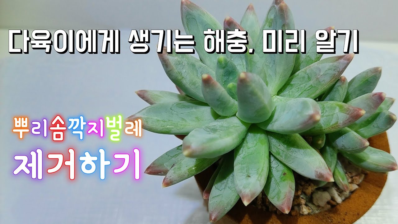다육이 분갈이 그리니 분갈이 중 솜깍지벌레를 발견 솜깍지벌레가 뿌리에 살 때 대처법다육이를부탁해 Youtube