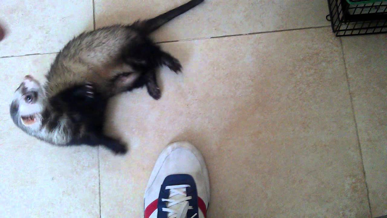 Ferret trick for prize - YouTube
