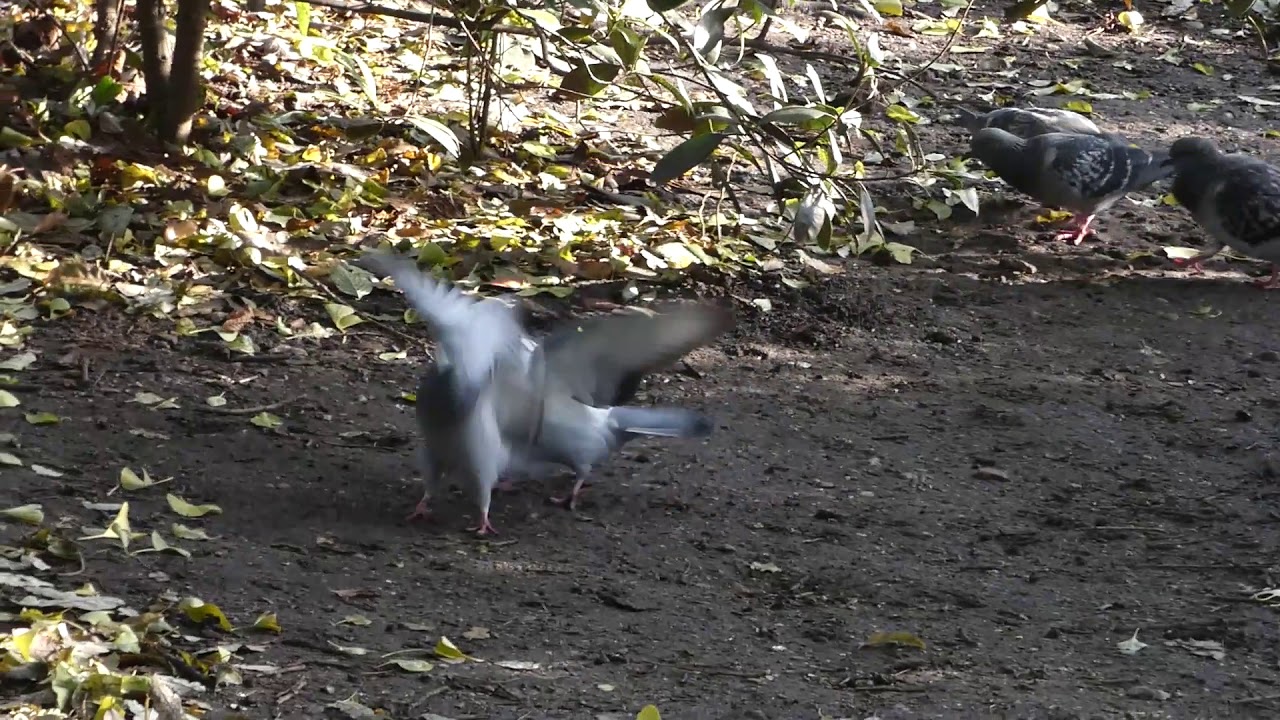Feral Pigeons fighting - YouTube