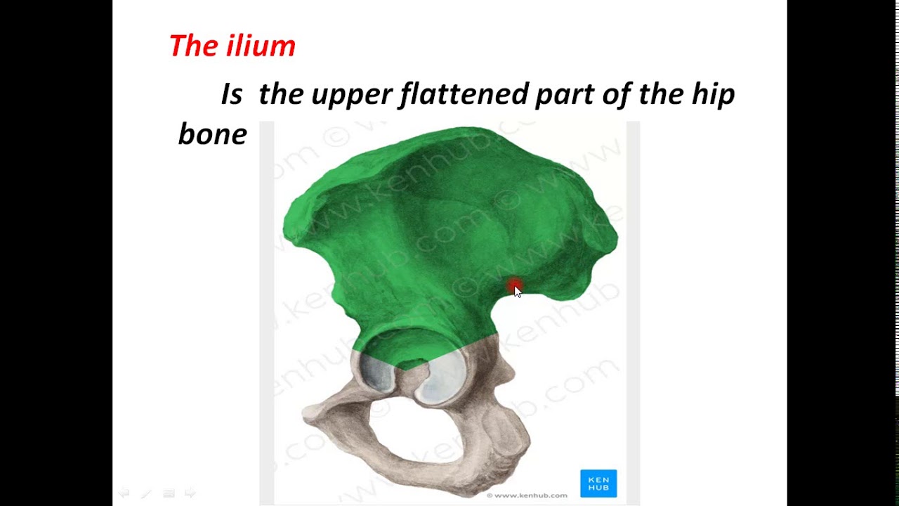 Anatomy/Lower Limb 1 - YouTube