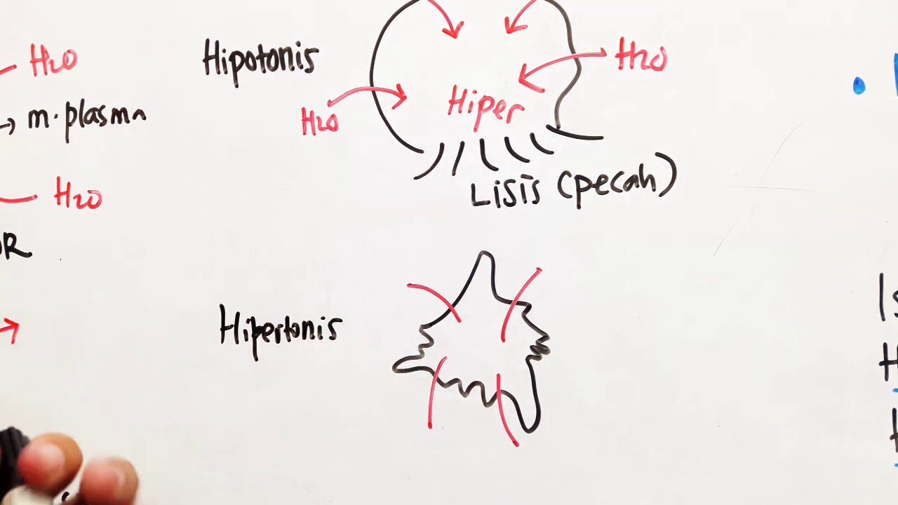OSMOSIS : Turgor, Plasmolisis, Krenasi, Lisis - YouTube