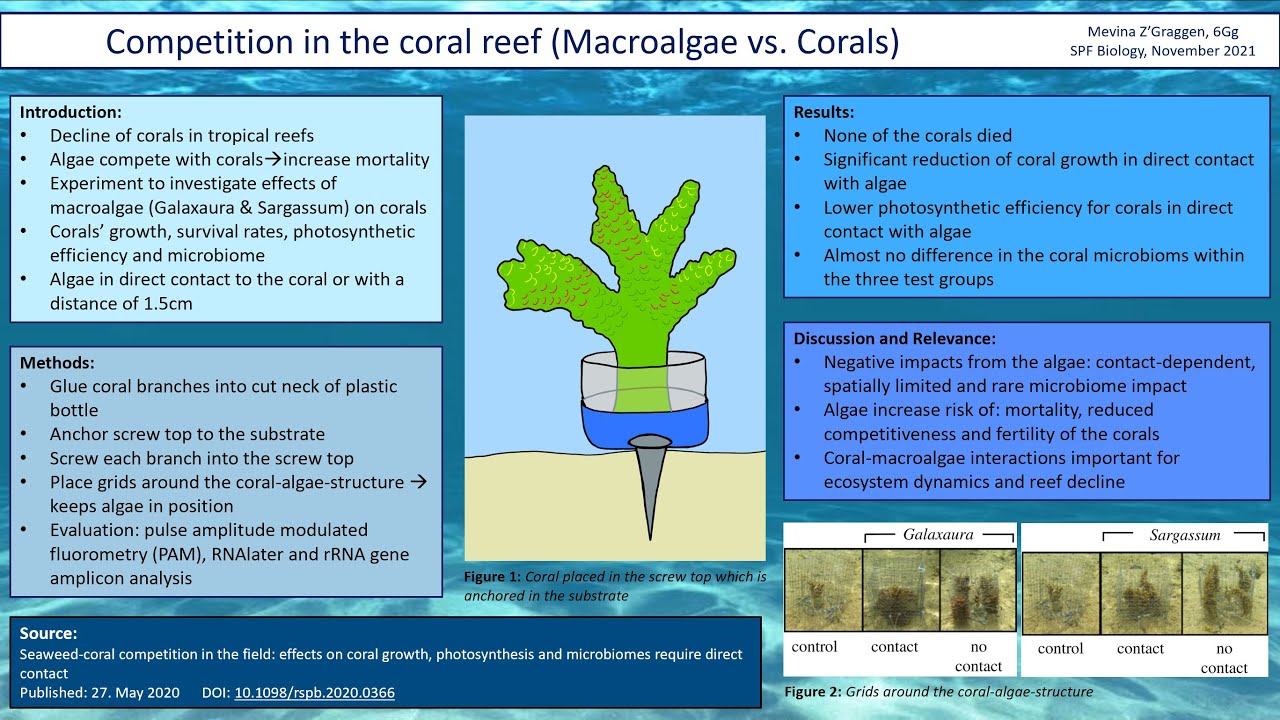 Competition in the coral reef (Macroalgae vs. Corals) - YouTube