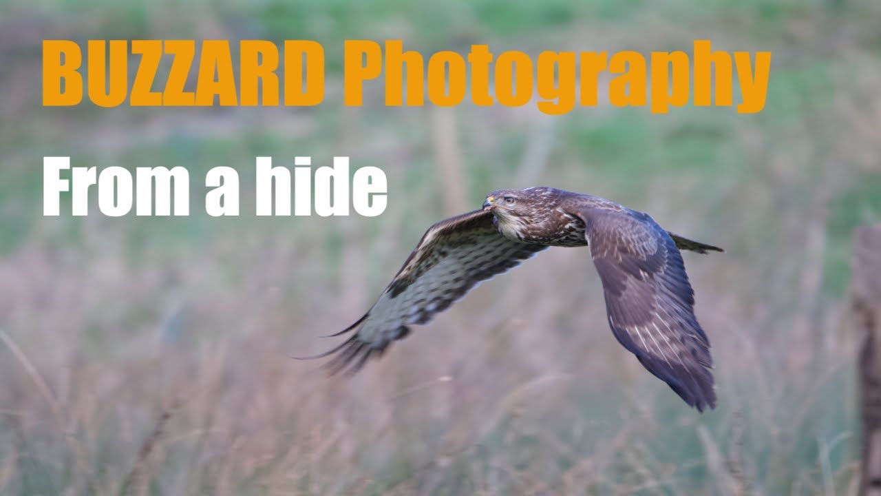 BIRD PHOTOGRAPHY/ COMMON BUZZARDS from a hide - YouTube