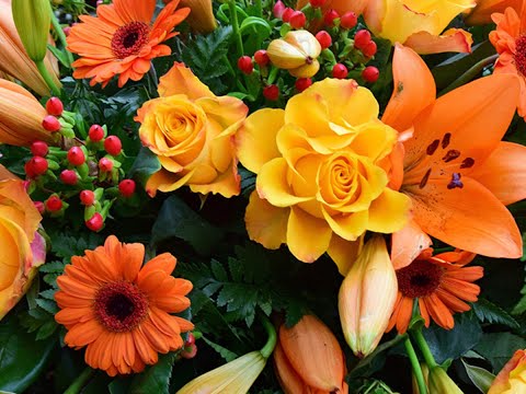 Flowers| Blossom | Spring | ColorI National Geographic
