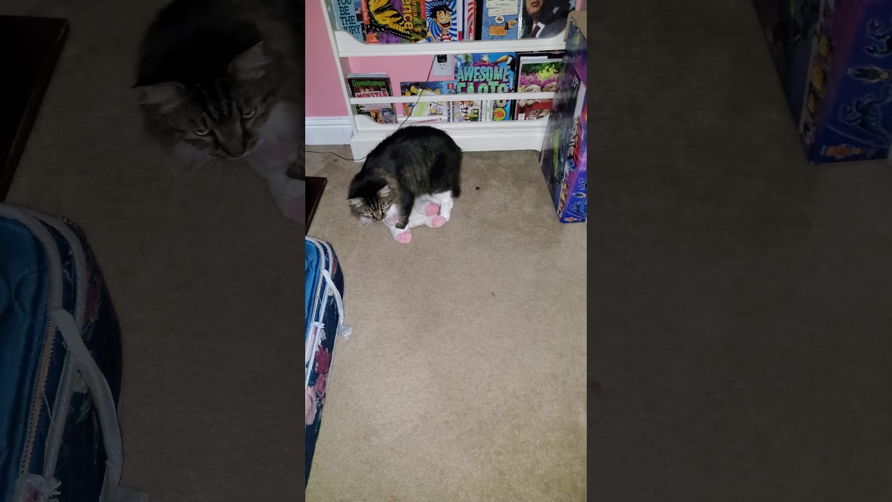 Cat busted doing the deed - YouTube