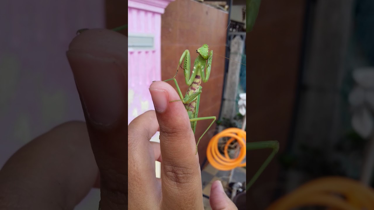 Friendly praying mantis - YouTube