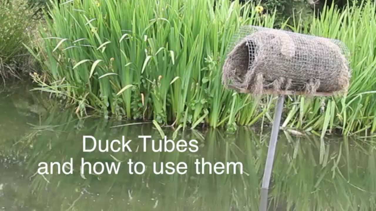 Duckling jumps from duck tube - YouTube