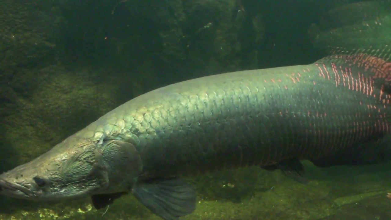 Loài cá cảnh "Quái Vật" sông Amazon - The biggest monster fish in ...