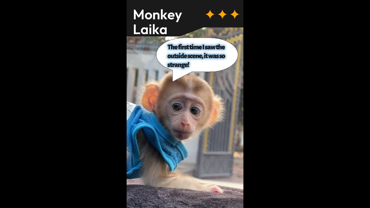 Monkey Laika : The first time I saw the outside scene, it was so strange! - YouTube