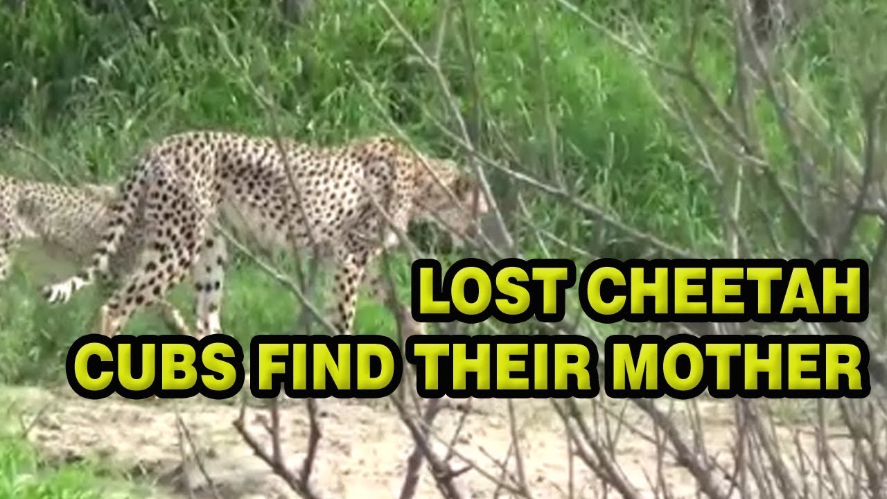 Two Lost Cheetah Cubs Finding Their Injured Mother - YouTube