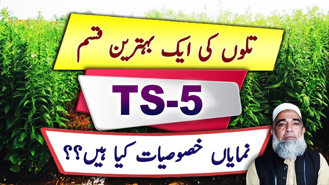 Main features of TS 5 || Sesame variety || Crop Reformer - YouTube