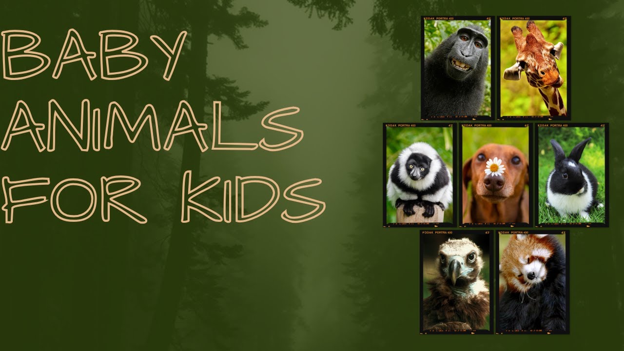 baby animals for kids - YouTube
