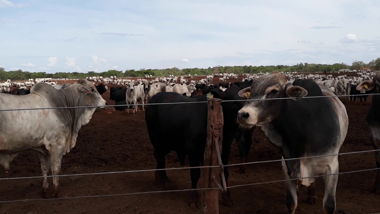 Novilho Superprecoce abatido com 450 kg aos 14 a 15 meses com uso de ...
