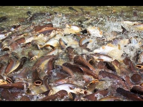 fish betana simsar belbari 2073 10 28 - YouTube