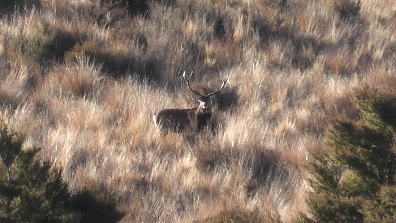 Giant 200 inch sika stag in the full rut roaring and looking for girls ...