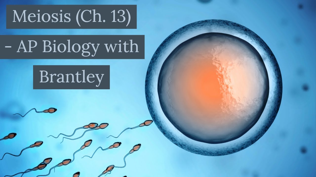 Meiosis (Ch. 10) - AP Biology with Brantley - YouTube