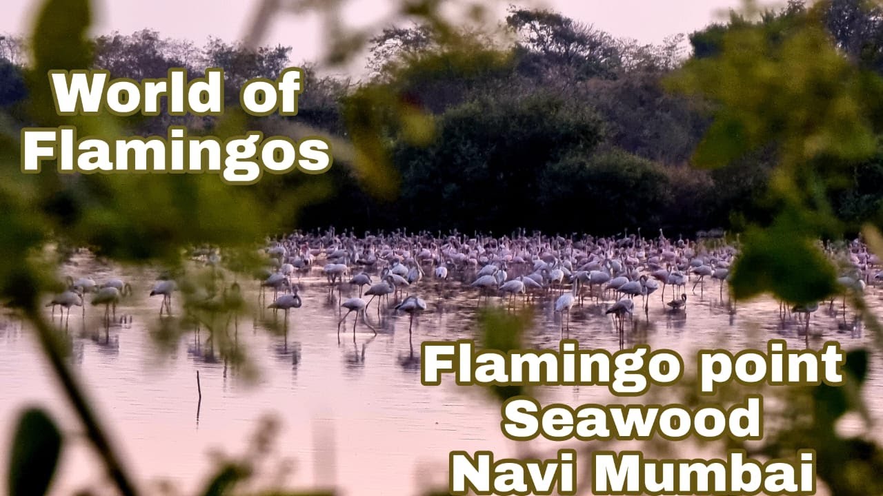 Flamingo point Navi Mumbai Seawood | Flamingos | Kingfishers | flying ...