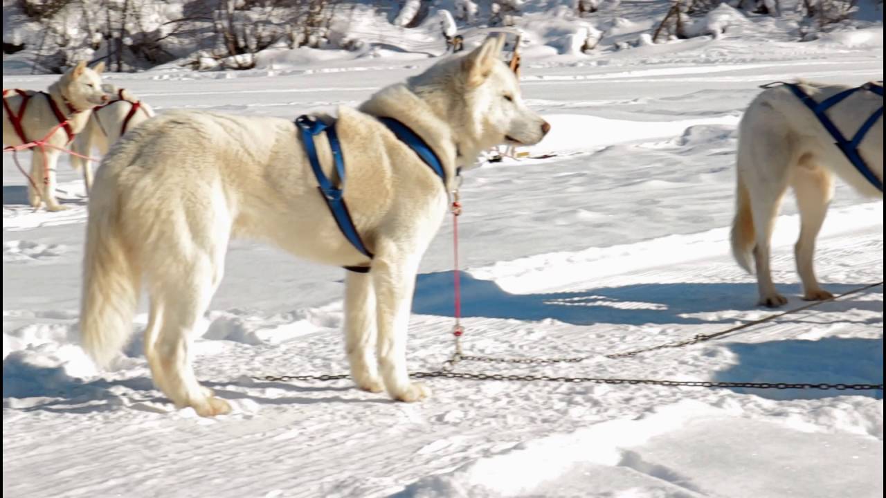 Dog Sledding - Inuvik - YouTube