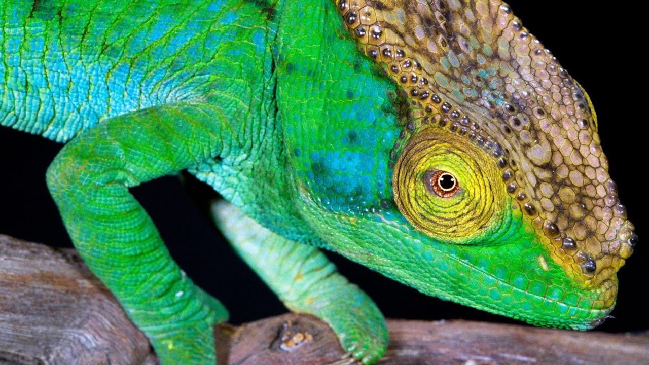 chameleon | Fun Facts About Chameleons | Body Language of a Chameleon ...