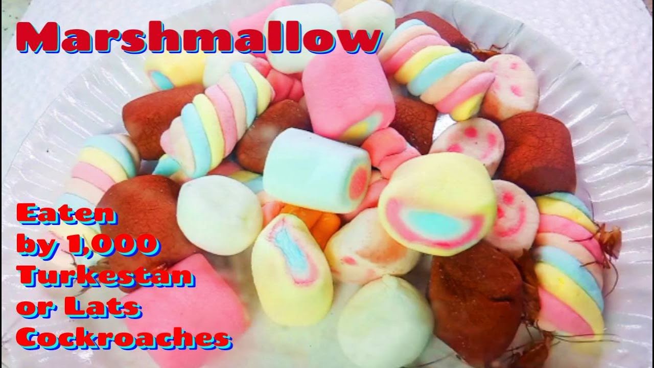 Marshmallow Eaten by 1,000 Turkestan or Lats Cockroaches Time-lapse ...