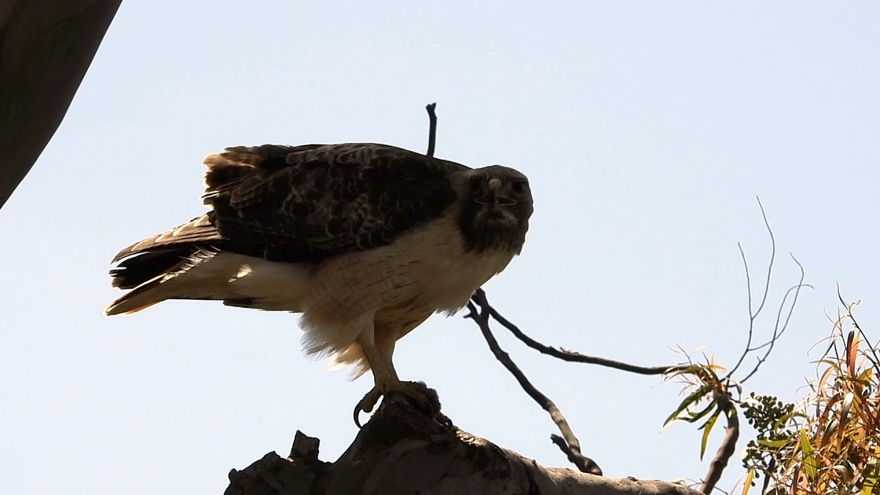 Red- tailed Hawk eats another mouse. - YouTube