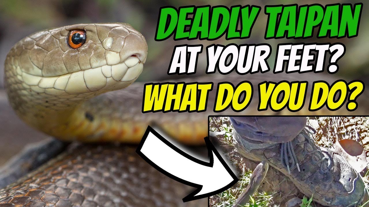 🐍𝗗𝗘𝗔𝗗𝗟𝗬 𝗧𝗔𝗜𝗣𝗔𝗡 𝗔𝗧 𝗬𝗢𝗨𝗥 𝗙𝗘𝗘𝗧 - 𝗪𝗛𝗔𝗧 𝗗𝗢 𝗬𝗢𝗨 𝗗𝗢? - YouTube