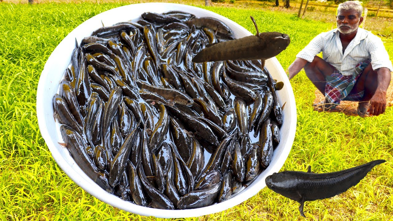 Rare River Fish !!! Koravai Meen Kulambu Prepared By Uncle | food fun ...