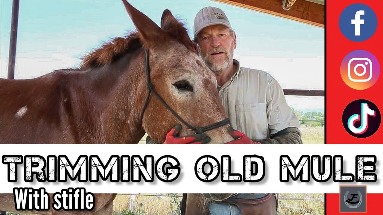 Trimming Old Mule with Stifle - RJF - YouTube